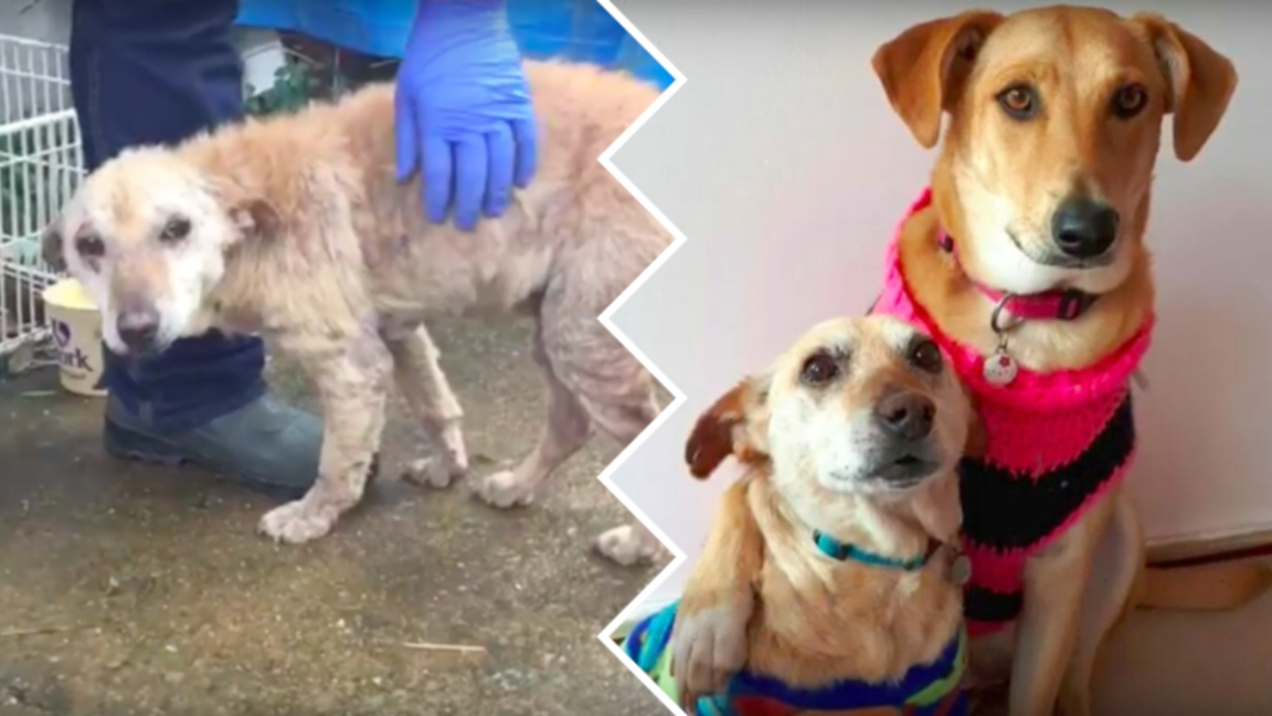 Stary pies miał zostać uśpiony. Weterynarz nagle zmienił zdanie ...