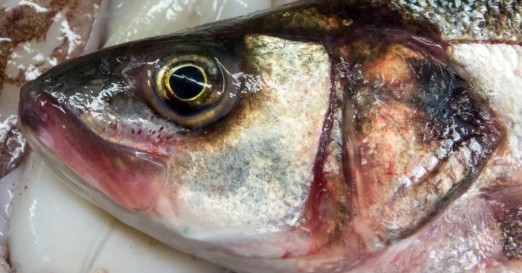 Odry nie zatruła rtęć? Ujawniono prawdziwą przyczynę skażenia rzeki ...